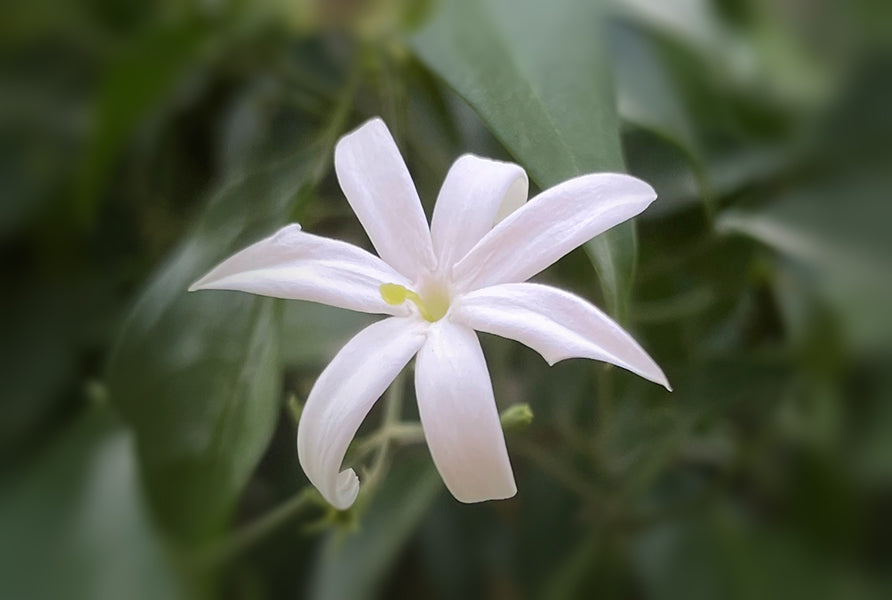 Jasmine Journeys Pack | Bloom Sample Packs | Bloom Perfumery London