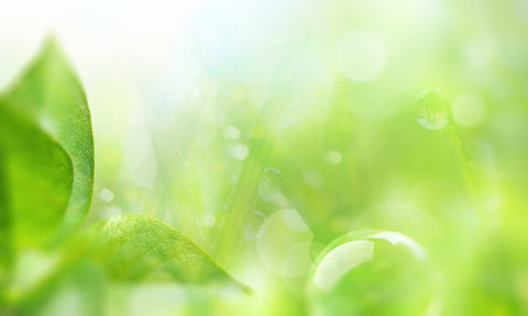 Finding Fresh Pack | Bloom Sample Packs | Bloom Perfumery London